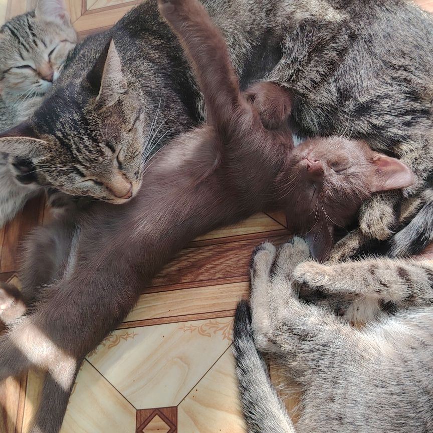 Отдам в добрые руки котят от кошки крысоловки