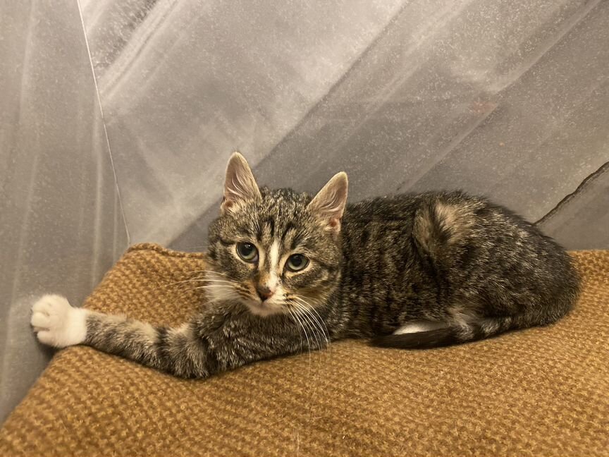 Котик Гоша