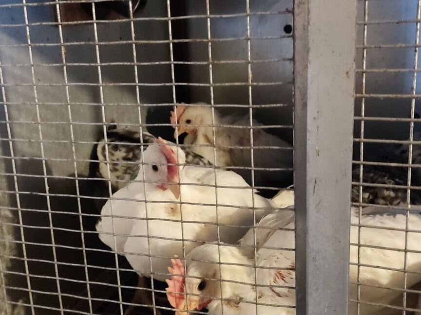 Продам петушков