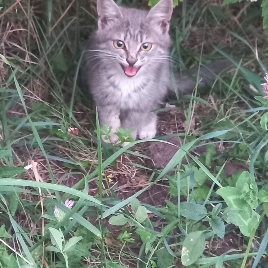 Котёнок мальчик 1-2 мес