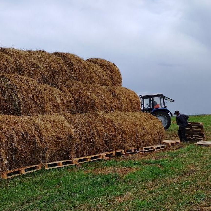 Продам сено в рулонах