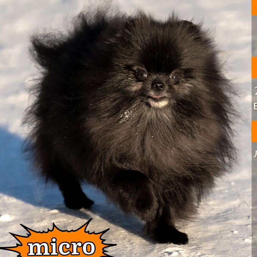Померанский шпиц, щенок
