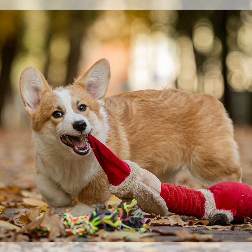Вельш Корги Пемброк, щенок