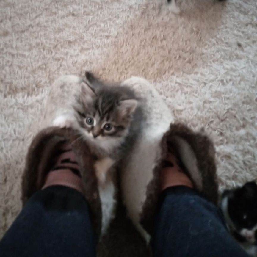 Котёнок в добрые руки