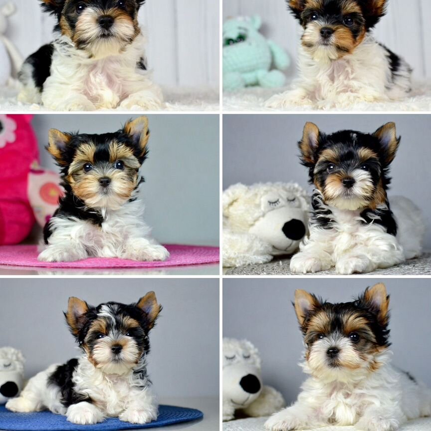 Бивер-йоркширский терьер, щенок