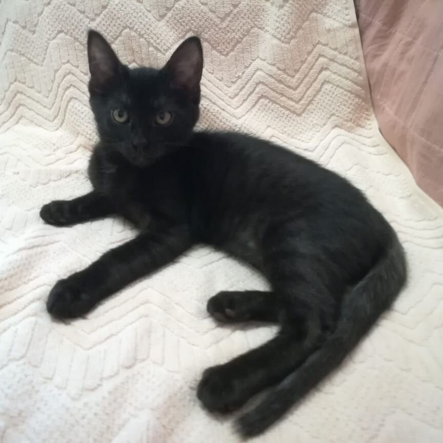 Милый котенок