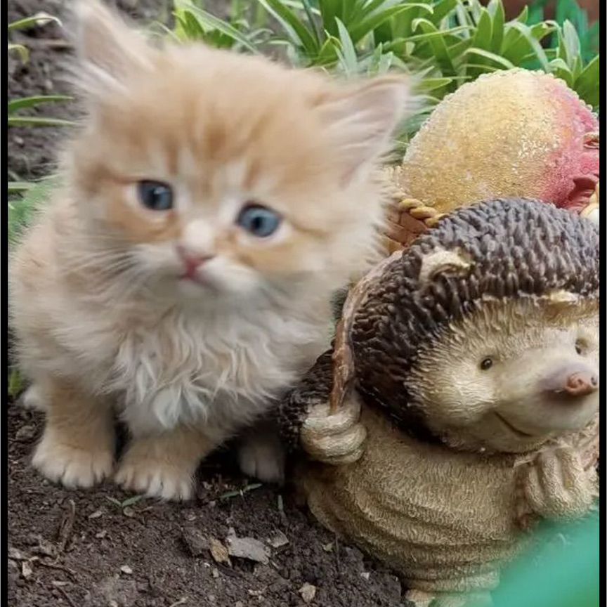 Котёнок в добрые руки