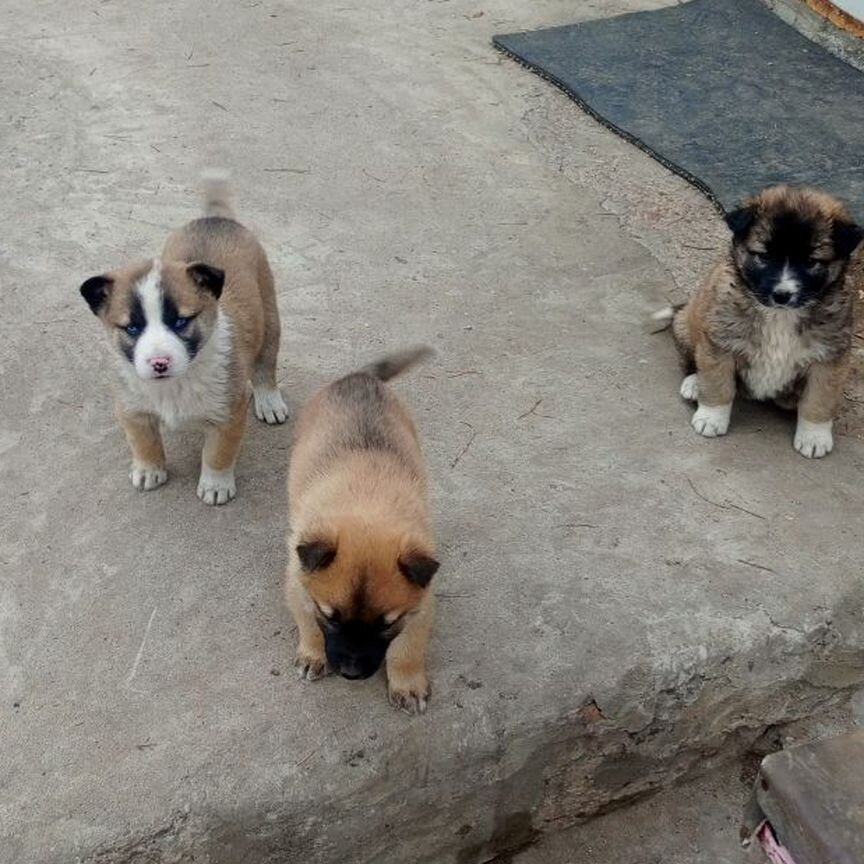 Отдам в добрые руки