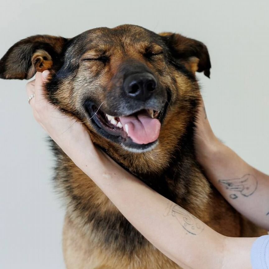 Идеальная собака Джемма в добрые руки в дар