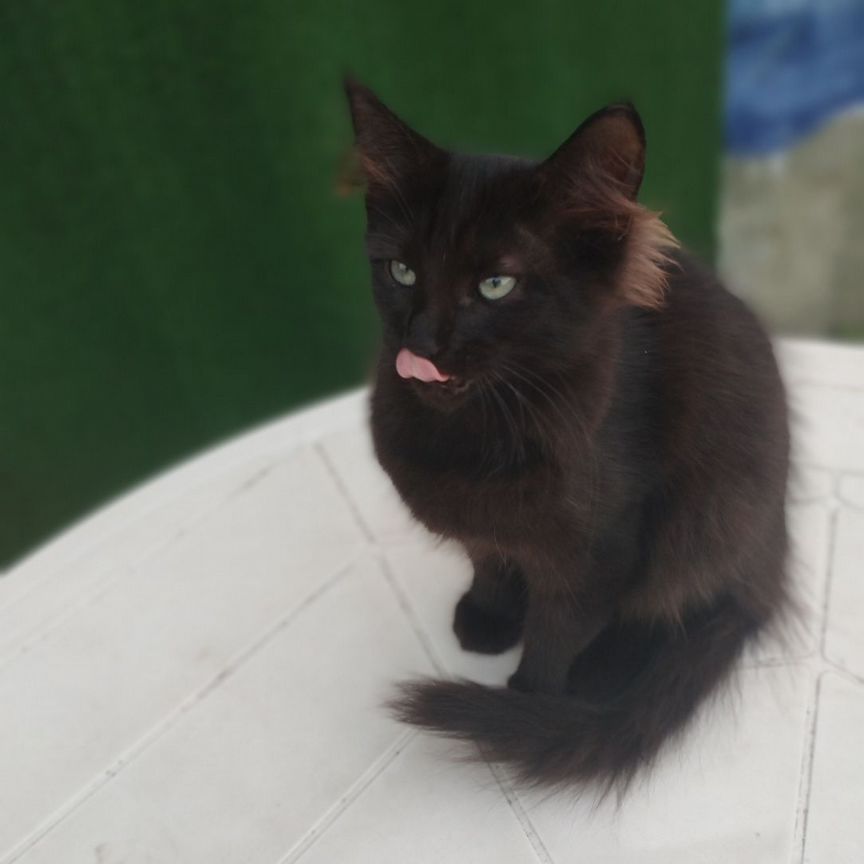 Кошки в добрые руки бесплатно