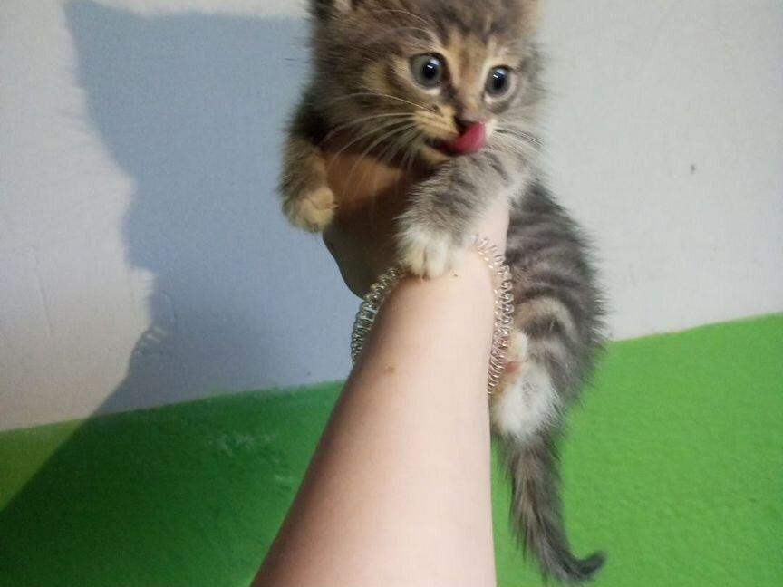 Котёнок в добрые руки бесплатно
