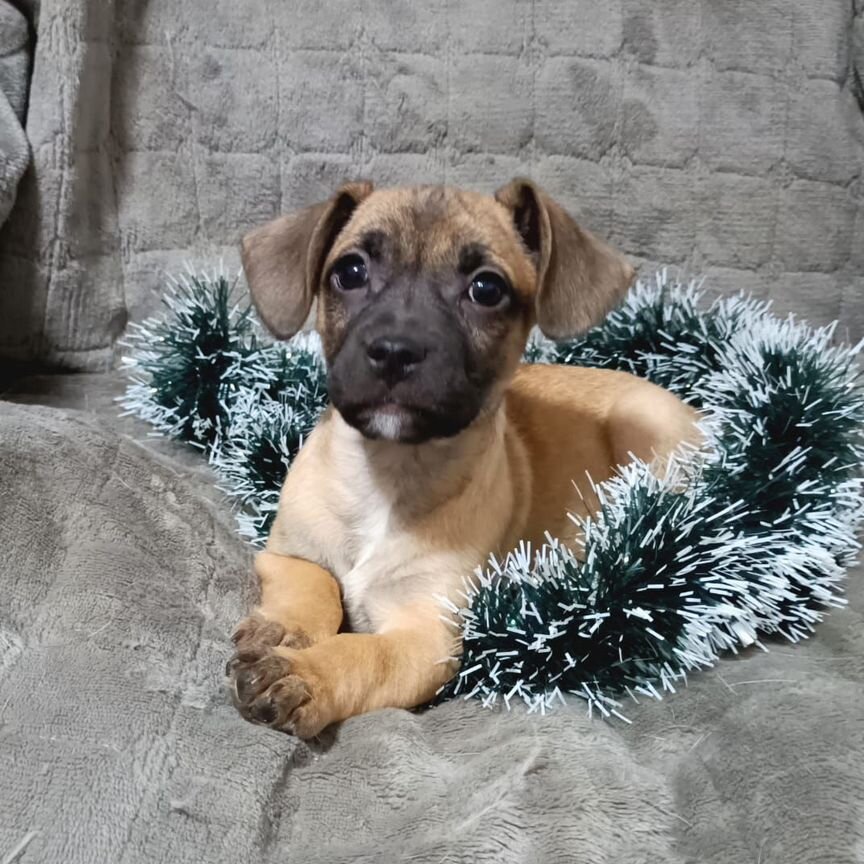 Французский бульдог, щенок