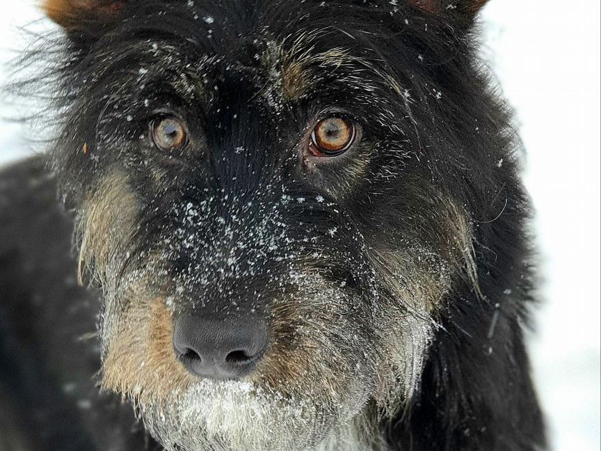 Терьер бородатый метис
