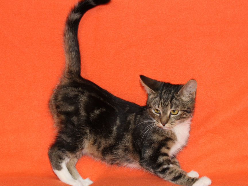 Котенок Яся