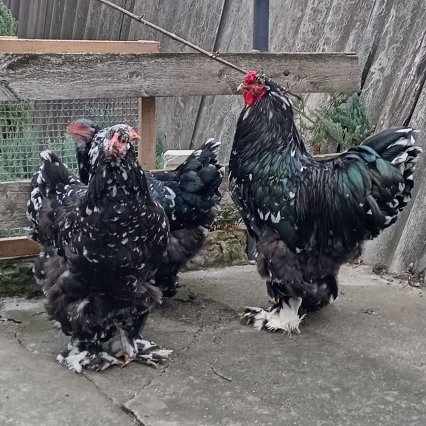 Брама мраморная куры породные