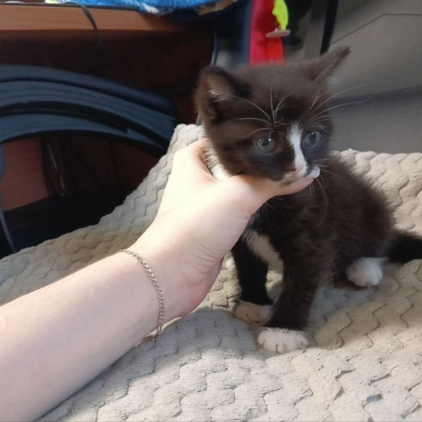 Отдам котят в добрые руки