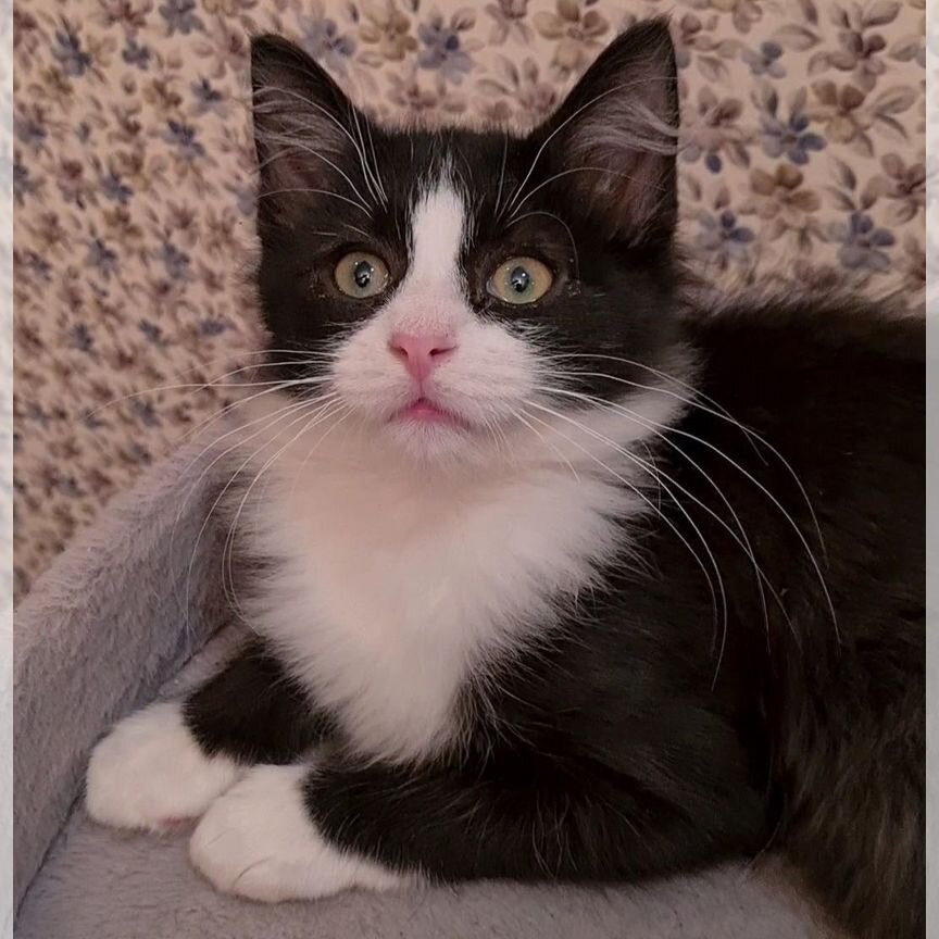 Котёнок в добрые руки