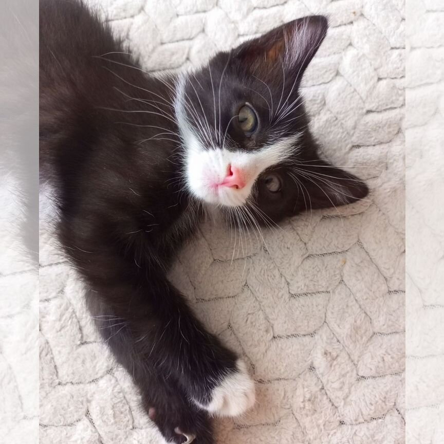 Котенок