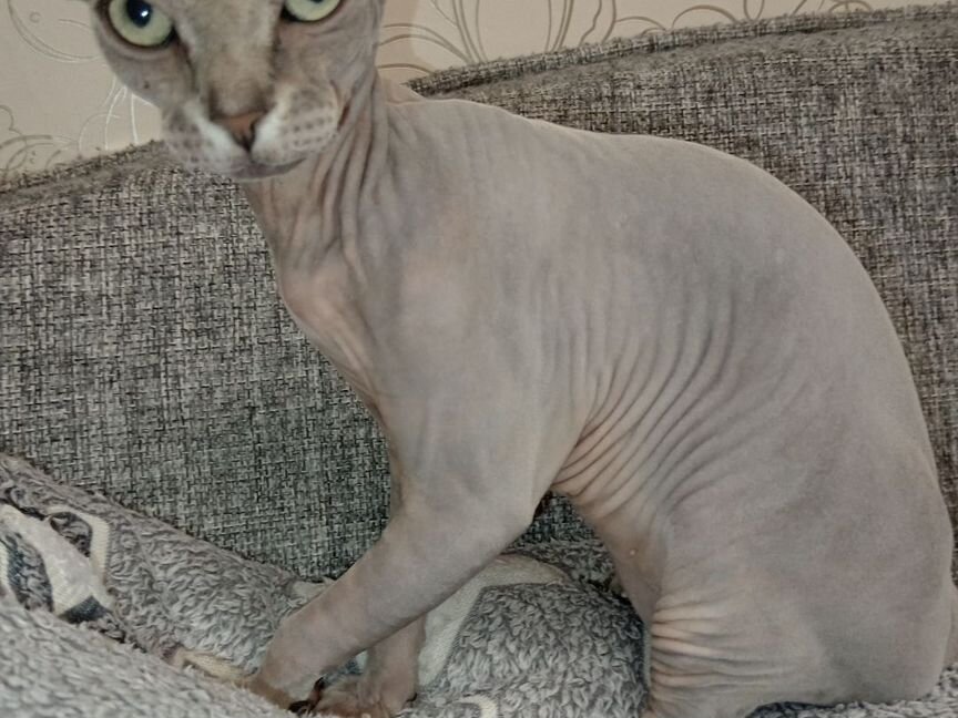Канадский сфинкс котенок
