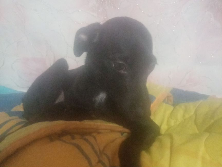 Собака в добрые руки отдам бесплатно