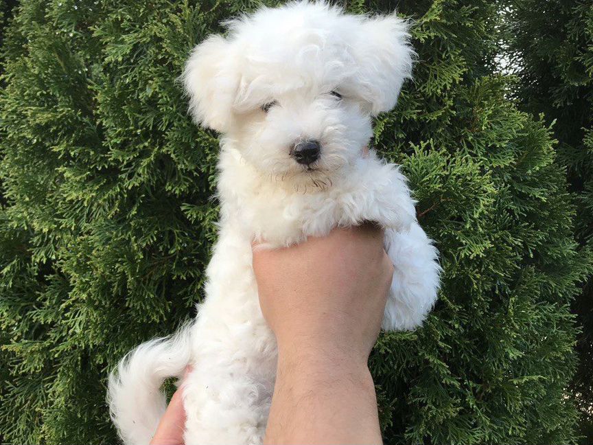 Щенки Бишон Фризе