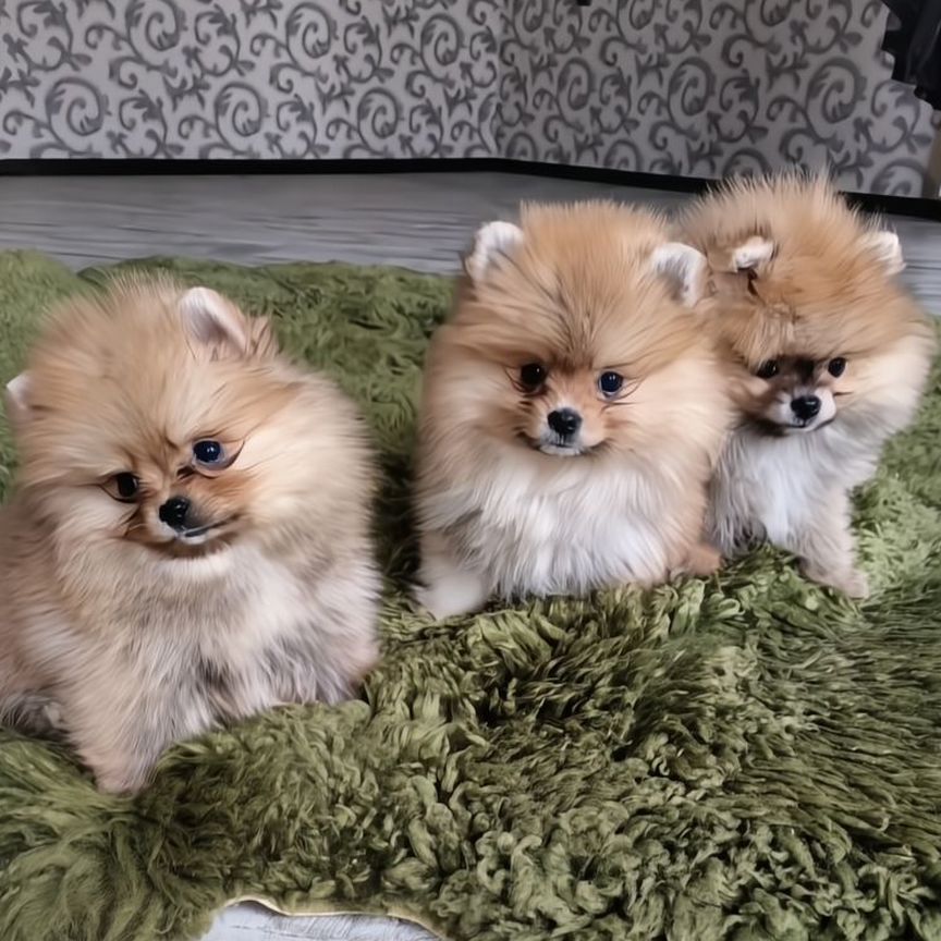 Померанский шпиц, щенок