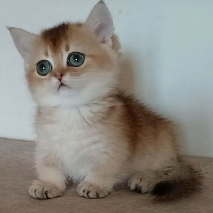 Манчкин котёнок