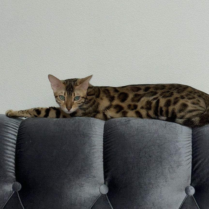 Бенгальская, взрослая кошка