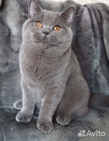 Британские кошки