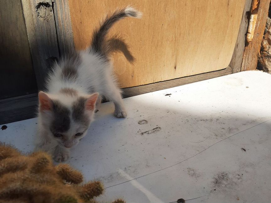 Котята в добрые руки бесплатно