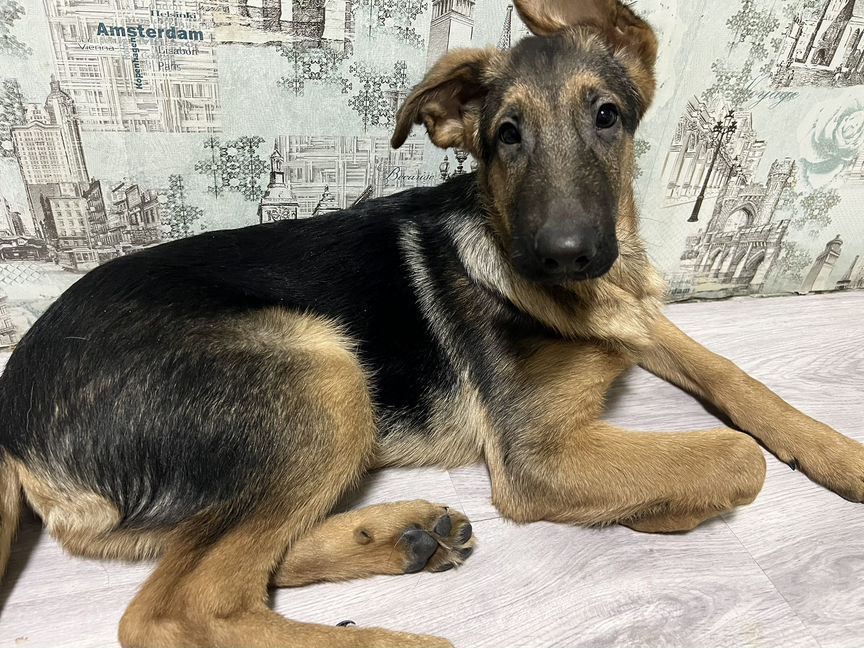 Щенки немецкой овчарки