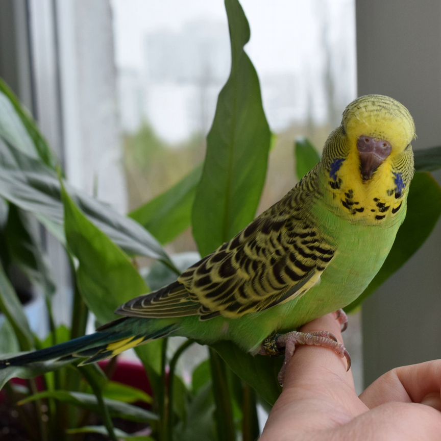 Красивые птенцы выставочных волнистых попугаев чех