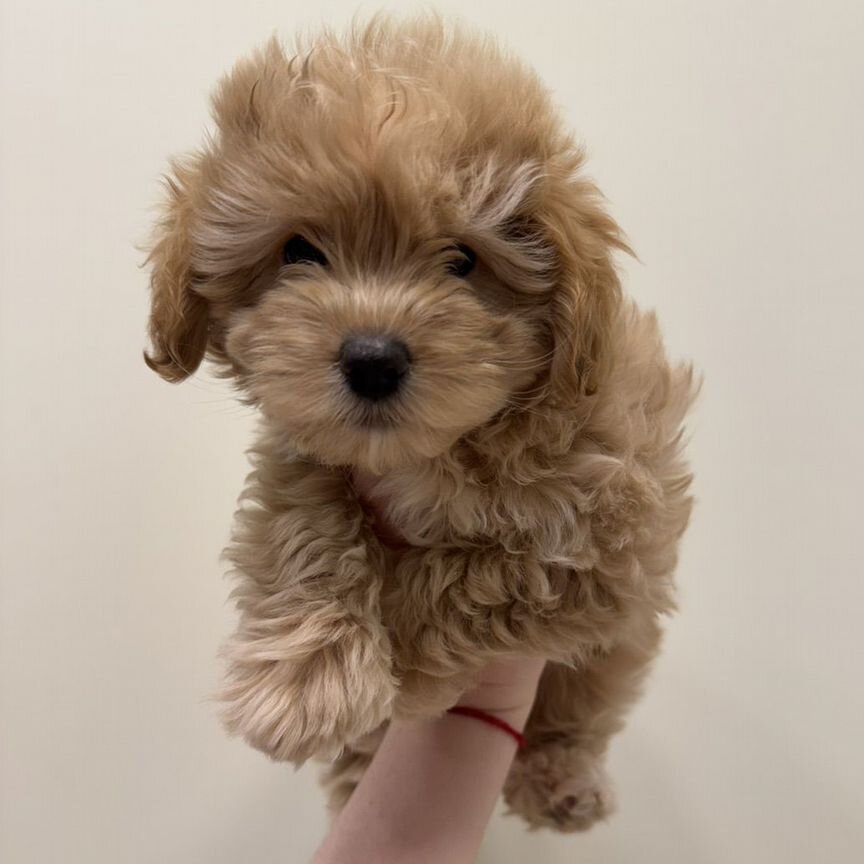 Мальтипу, щенок