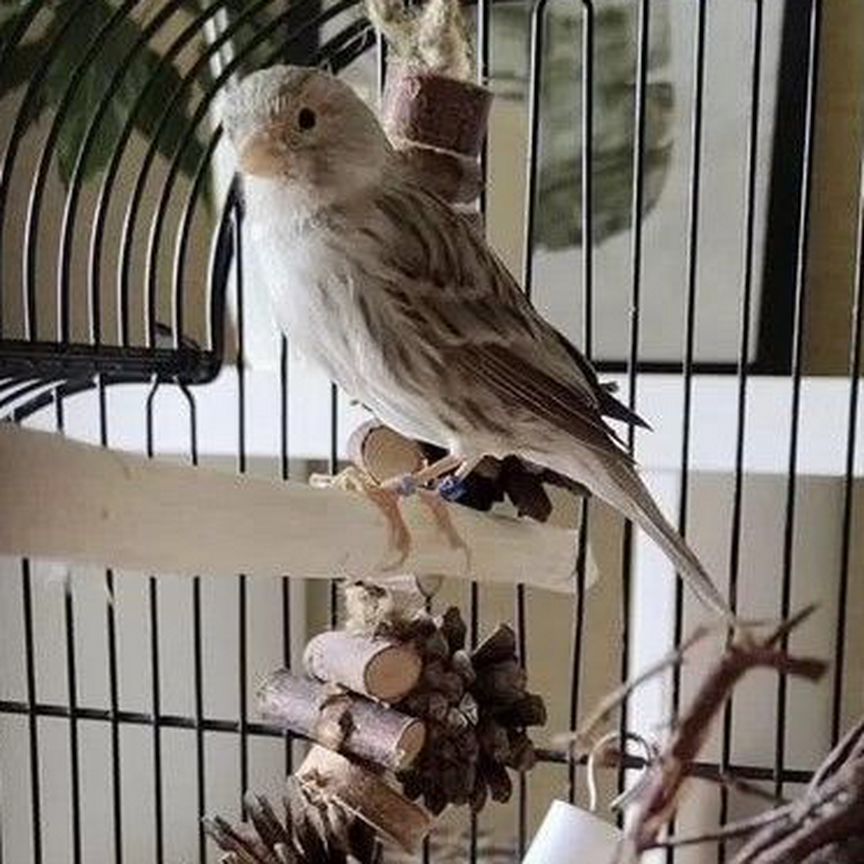 Канарейка самка