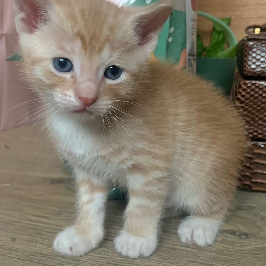 Котёнок в добрые руки