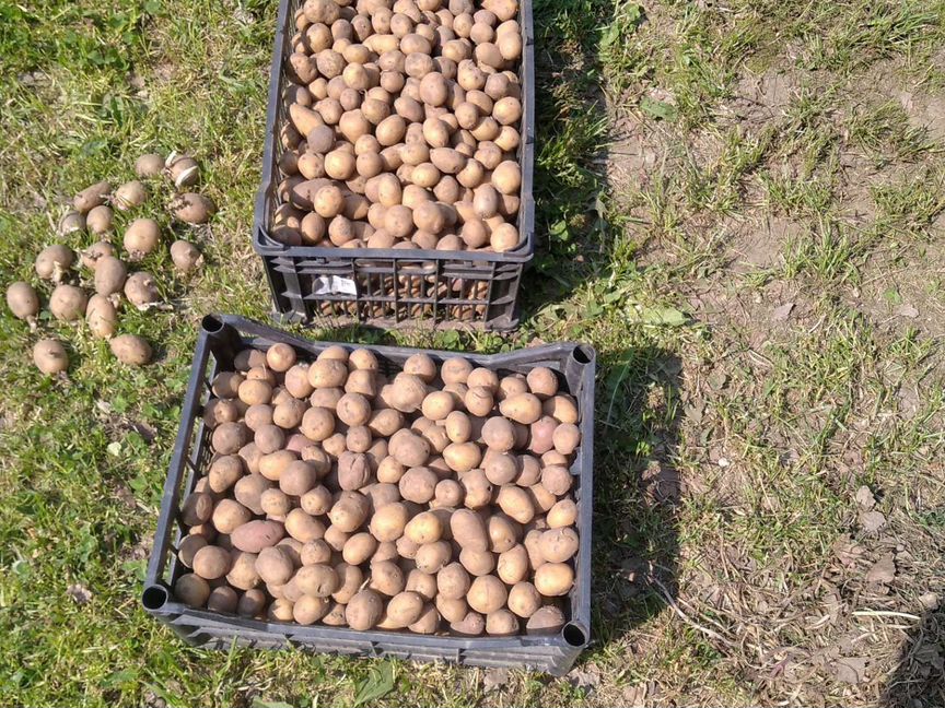 Картофель мелкий для животных