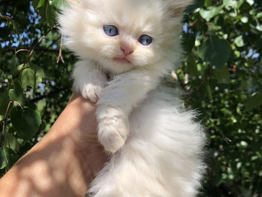 Британская длинношерстная