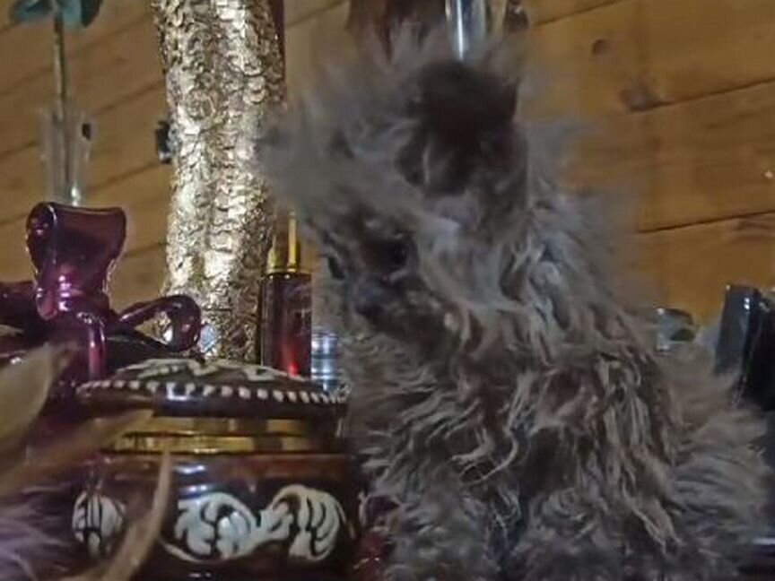 Котёнок девочка, селкирк рекс, 3 мес