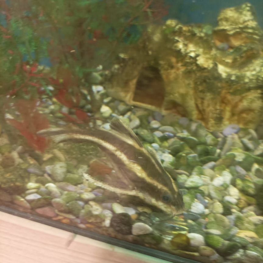 Аквариумные рыбки сомики