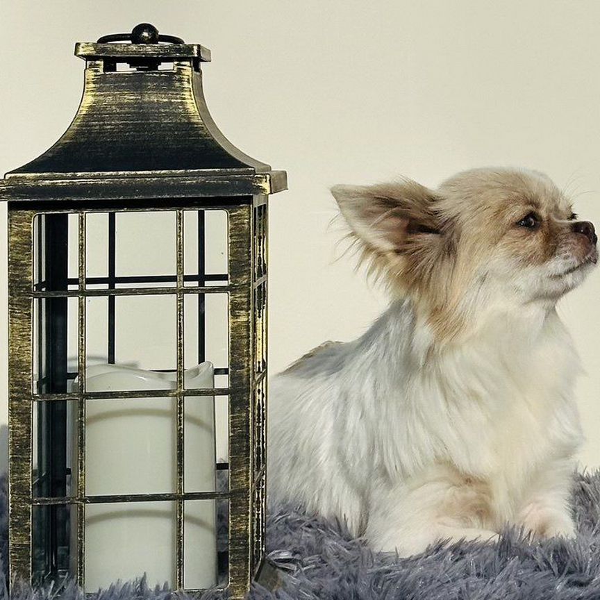 Чихуахуа, щенок