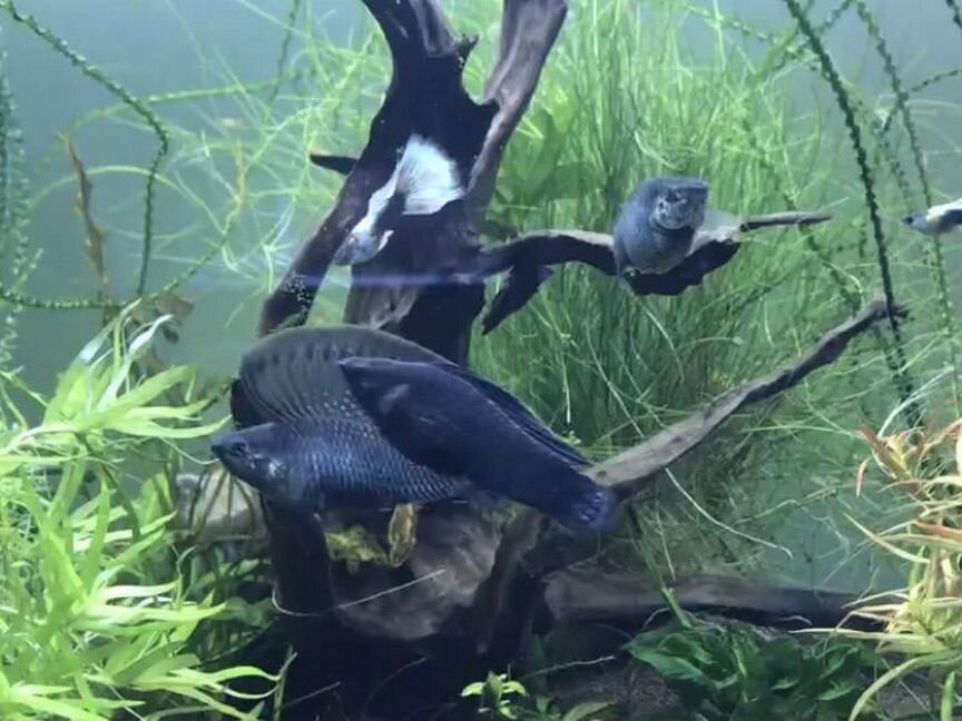 Моллинезия велифера