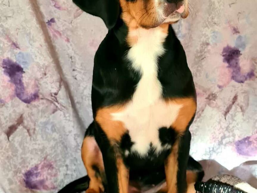 Швейцарские собаки (гросс)