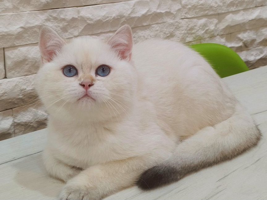 Шикарный Британский плюшевый мишка Золотой шиншилл