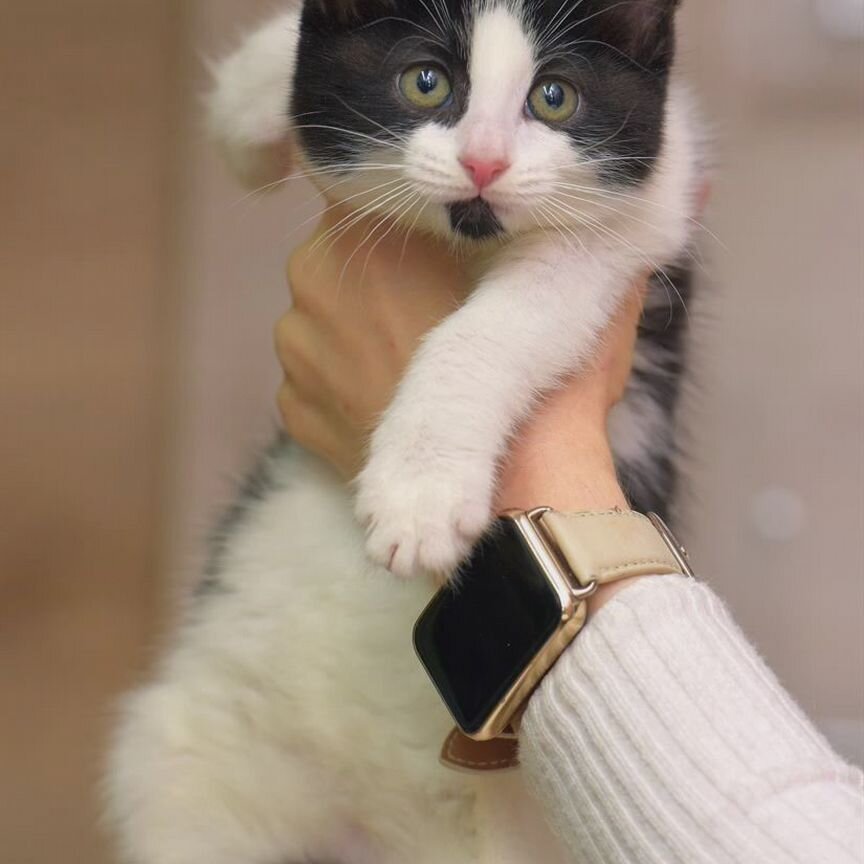 Ласковый котенок девочка 2,5 мес спасена с улицы