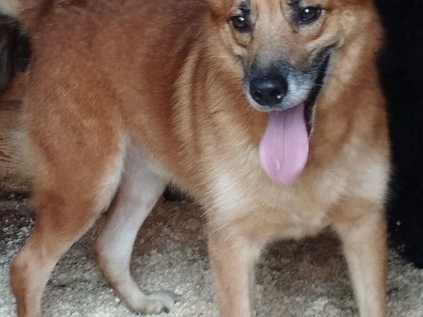 Собака Шурик в добрые руки