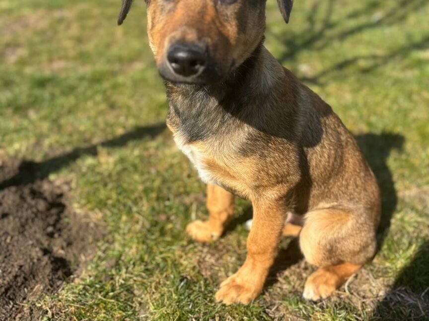 Щеночек Лаки в добрые руки