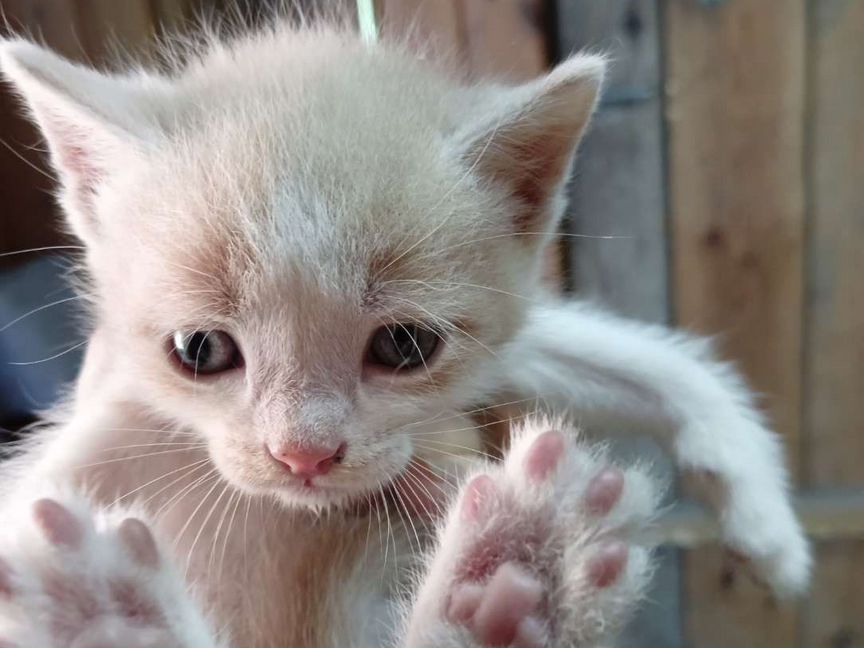 Симпатичные котята