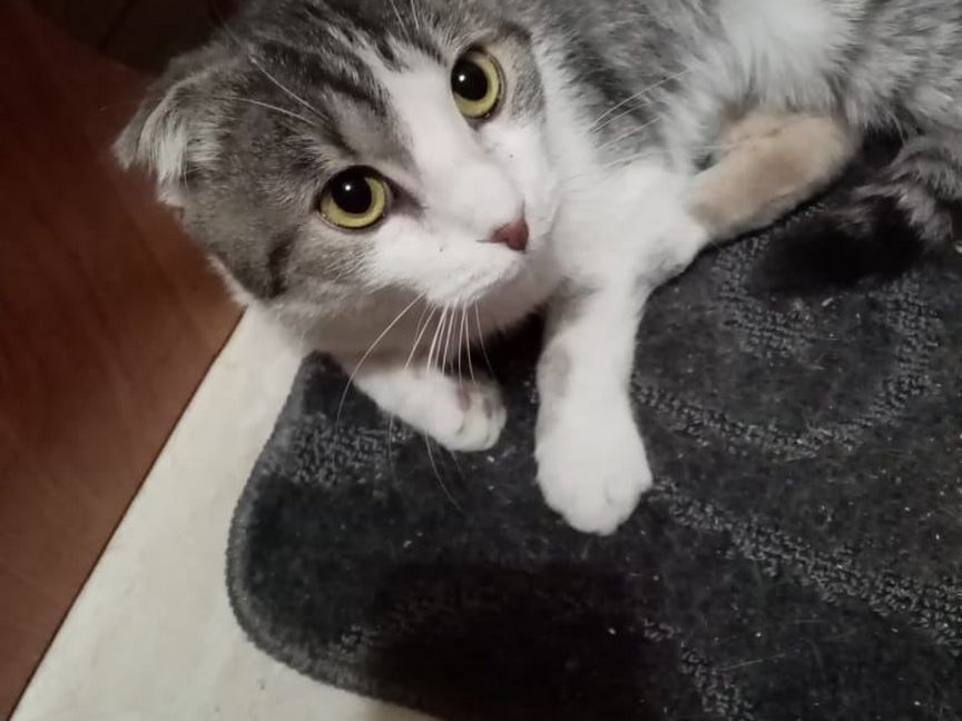 Котик ласкун в дар