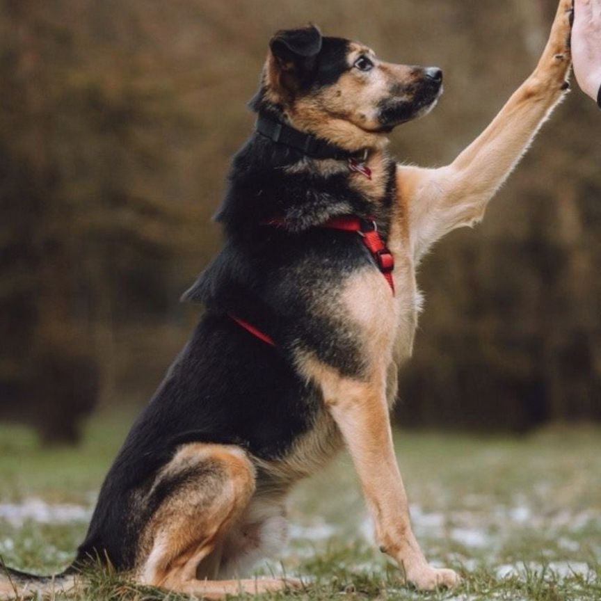 Взрослый пёс в добрые руки