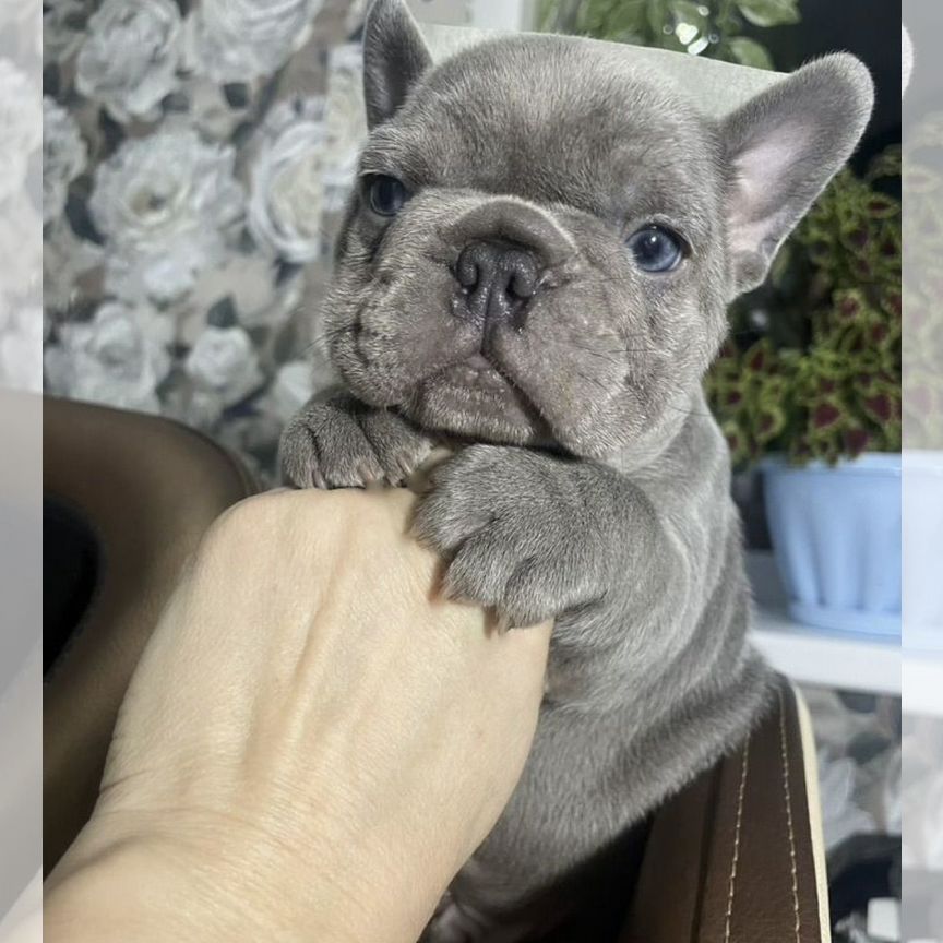 Лиловые бульдожата